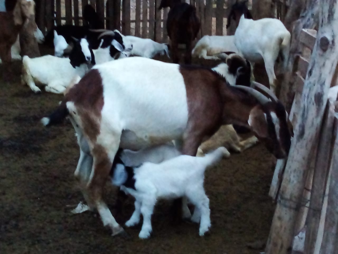 Atiles: dieron comienzo a ensayo de suplementación en cabras lactantes