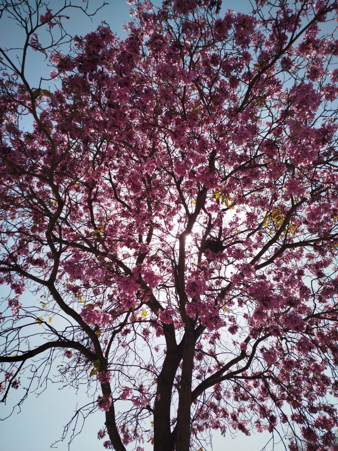 CLIMA. Primavera con fuertes vientos, altas temperaturas y lluvia.